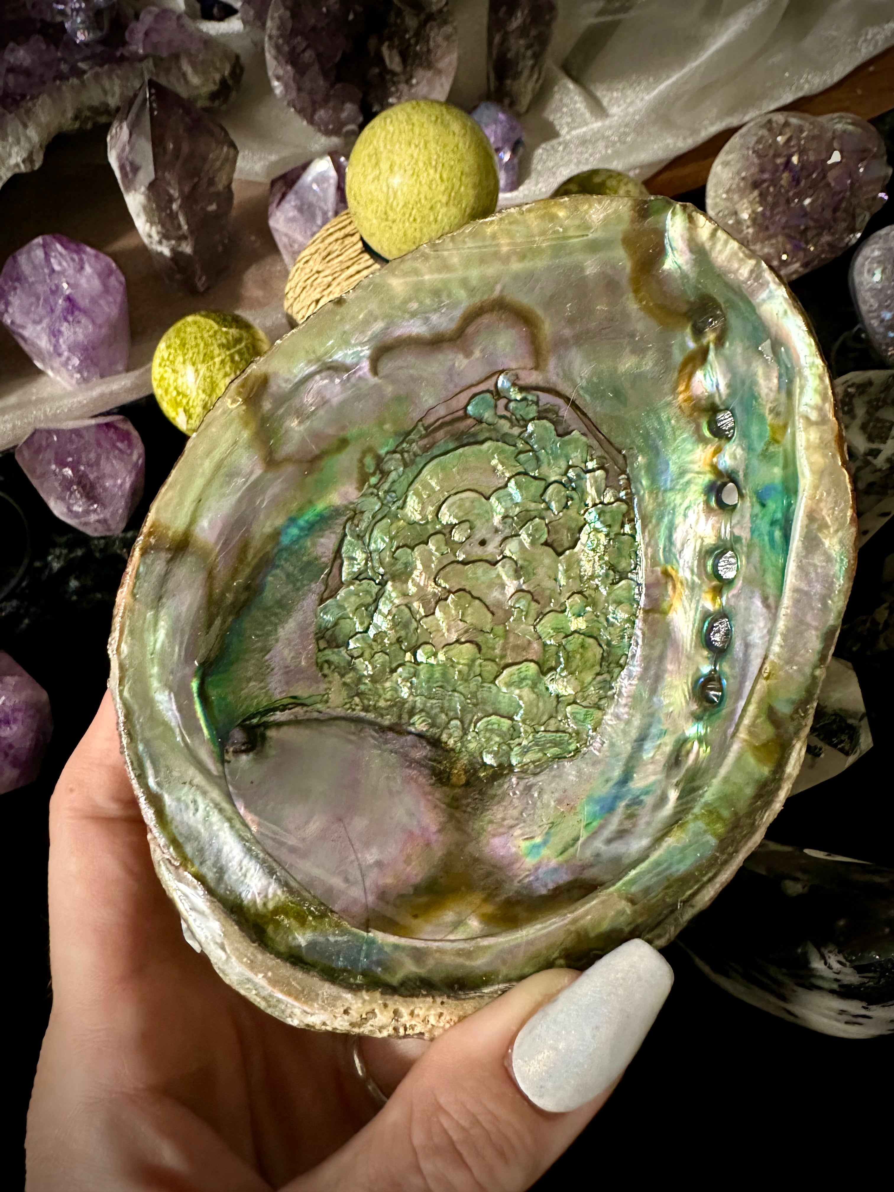 Abalone Smudging Dish – Crystal Pine Healing & Holistics